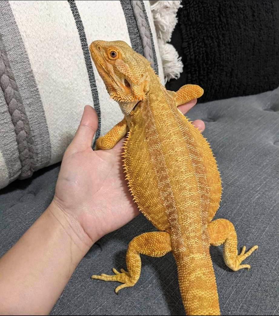 Apollo - GS Hypo LB Central Bearded Dragon by Crazy Eye Creations ...