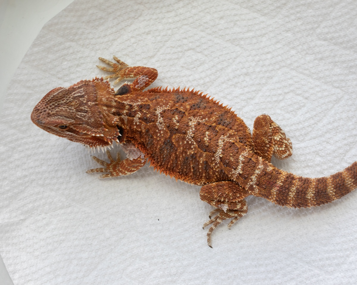Rusty Normal Scale Het Hypo 50% Het Trans Central Bearded Dragon by ...