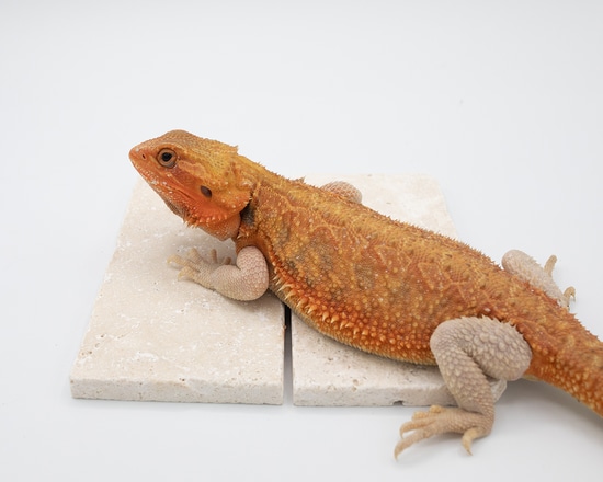 Hypo Trans (Paradox Line) Sub-adult Central Bearded Dragon by Crazy Eye ...