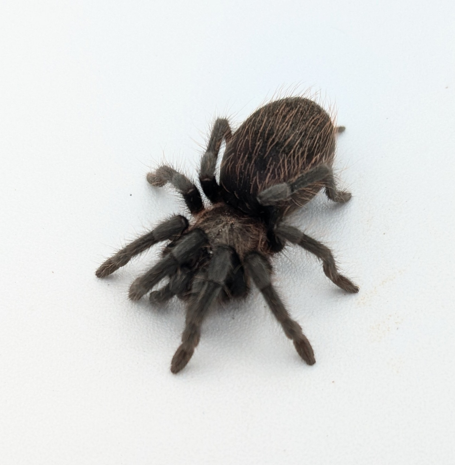 Yucatán Rust-rump Tarantula (Tliltocatl epicureanus) 1.5in