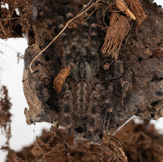 Poecilotheria Regalis (Indian Ornamental) 2-2.25in Tarantula by Crazy ...