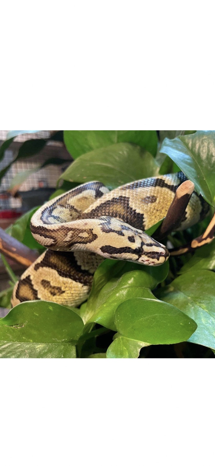Pastel Yellow Belly Spotnose Adult Male Ball Python by Gold Country ...