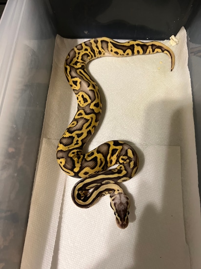 Super Pastel Leopard Ball Python by Gold Country Snakes