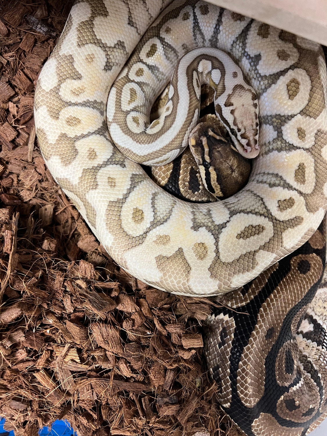 Adult Male Pastel Butter Spotnose Het Clown Ball Python by Gold Country ...