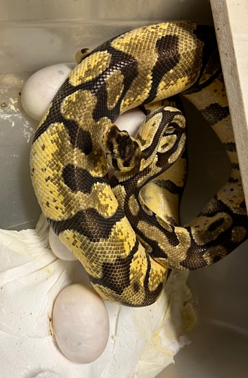 Enchi Pastel Adult Female Ball Python by Gold Country Snakes