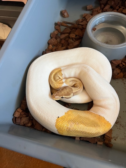 Coral Glow Pied Ball Python by Gold Country Snakes