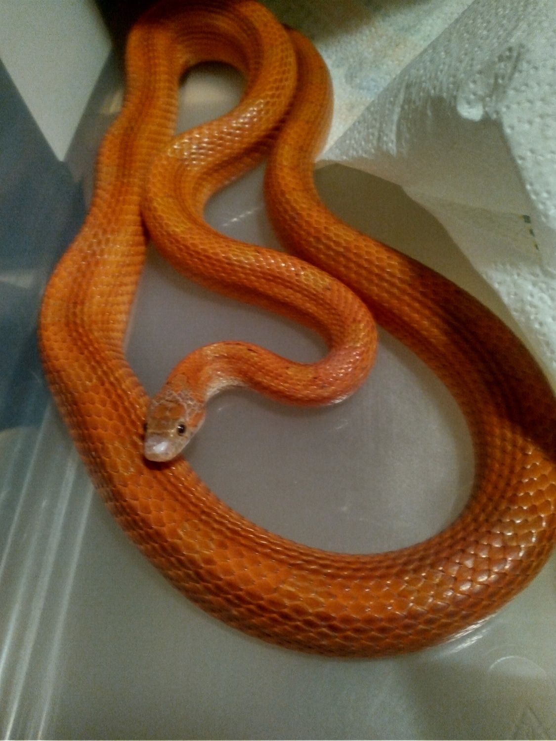 VMS Sherp Upper Keys Bloodred 100% Het Carmel And Amel Corn Snake by ...