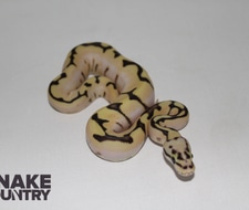 Orange Dream Fire Spider Ball Python by Snake Country - MorphMarket