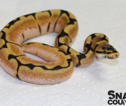 Leopard Spider SK Axanthic Ball Python by Snake Country - MorphMarket