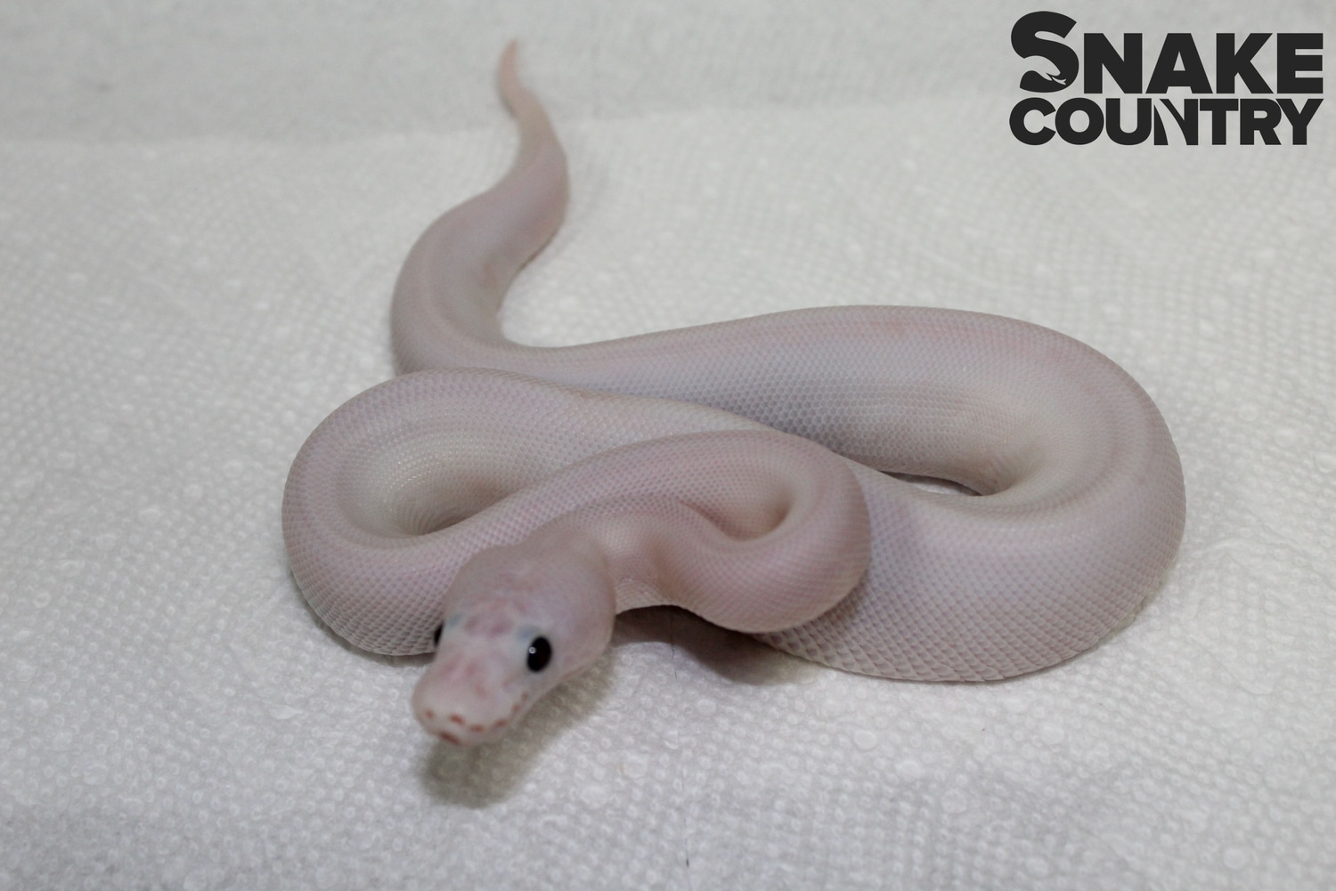 Super Fire Axanthic Poss. Enchi Poss. Pastel Ball Python by Snake ...