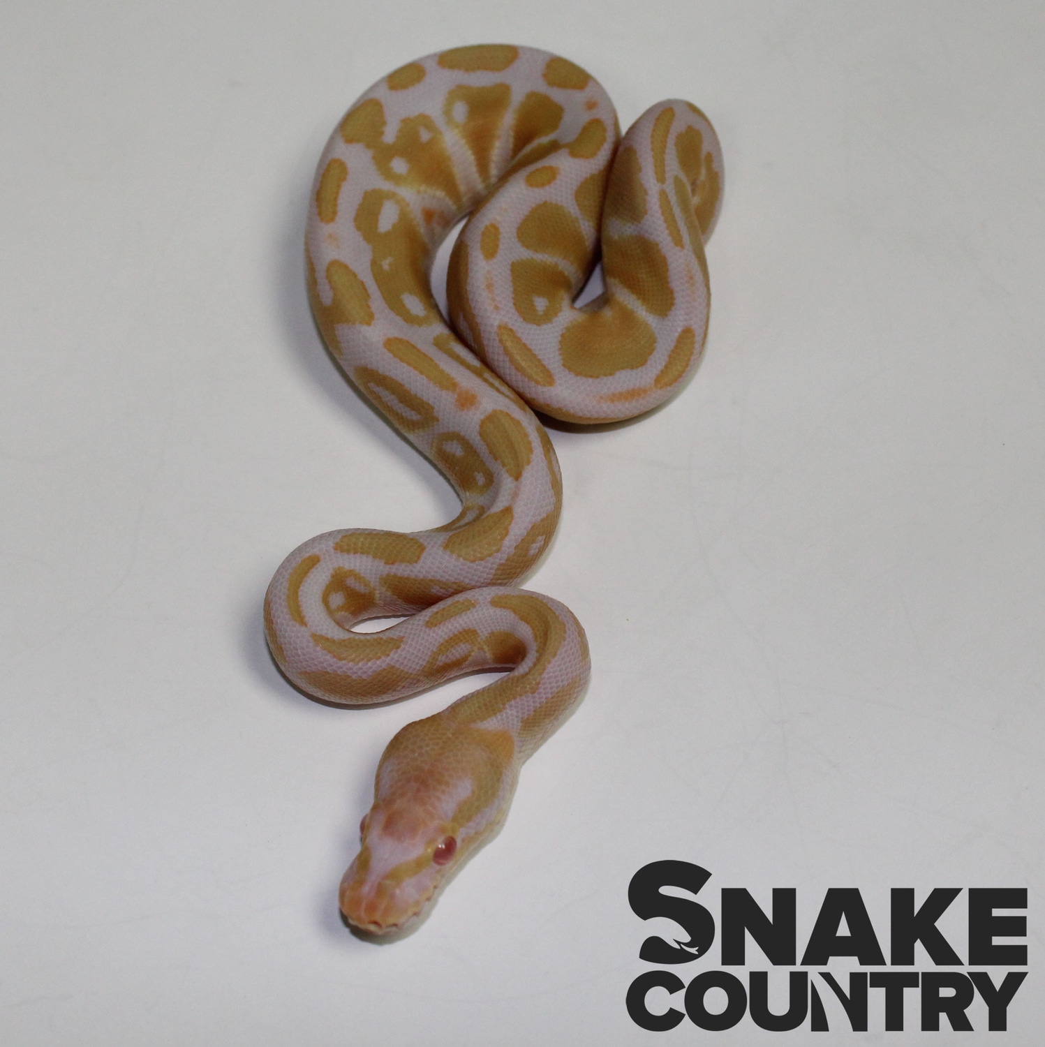 Albino Ball Python by Snake Country - MorphMarket