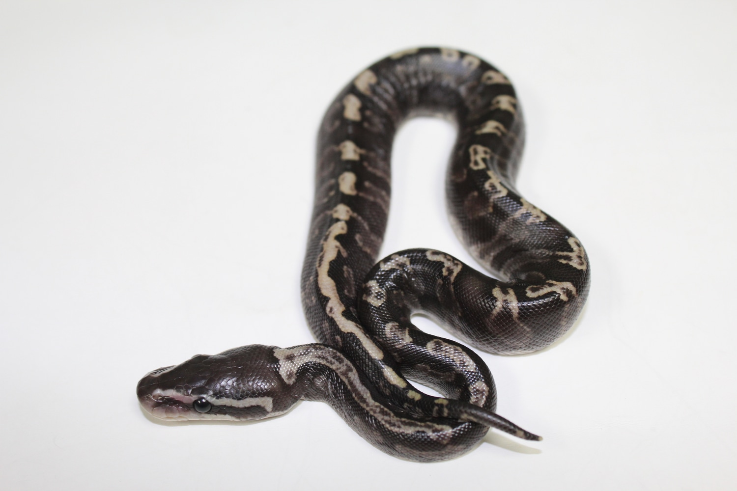 Super GHI Ball Python by Snake Country - MorphMarket