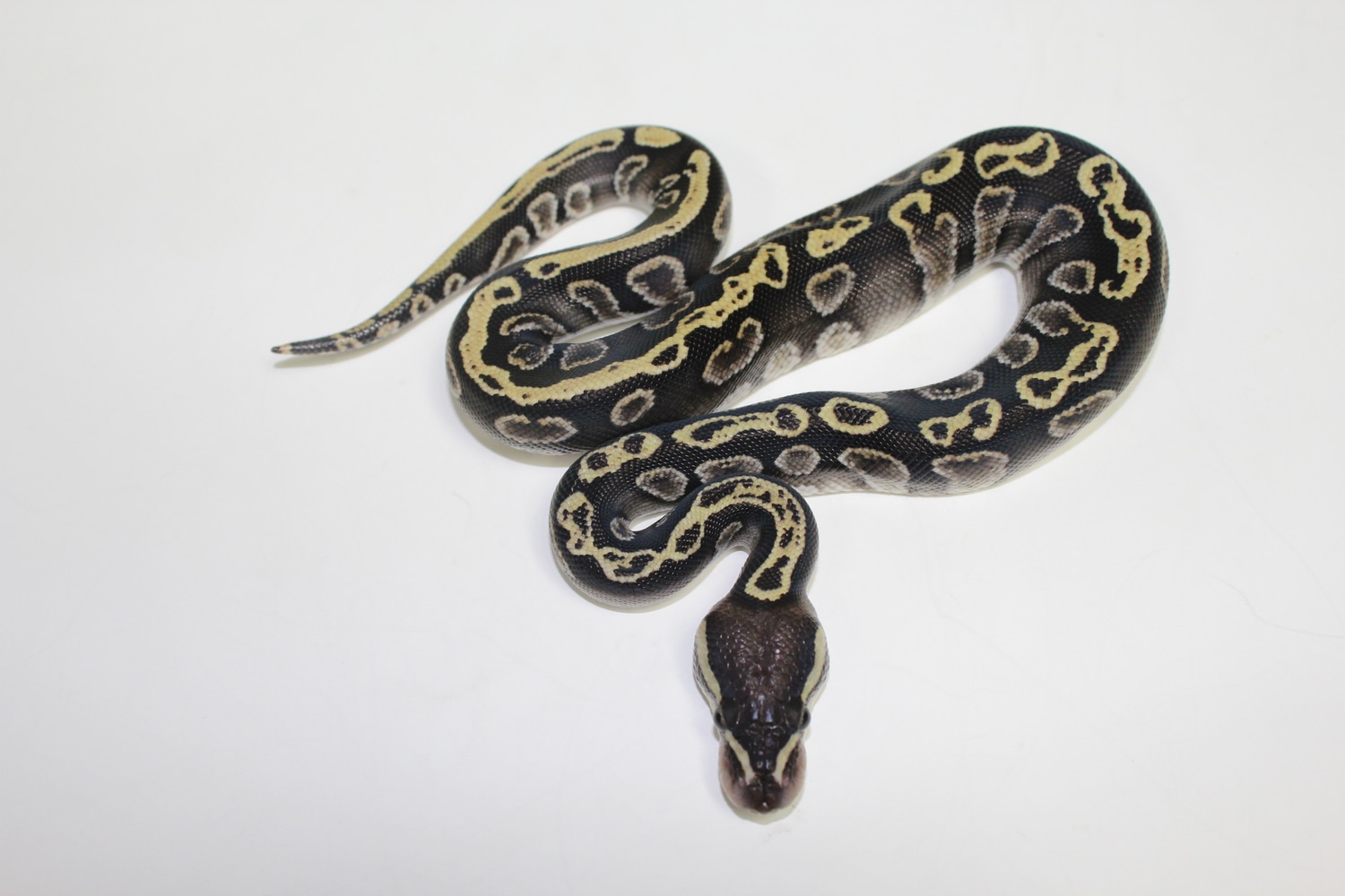 GHI Leopard Pos Hurricane Ball Python by Snake Country - MorphMarket