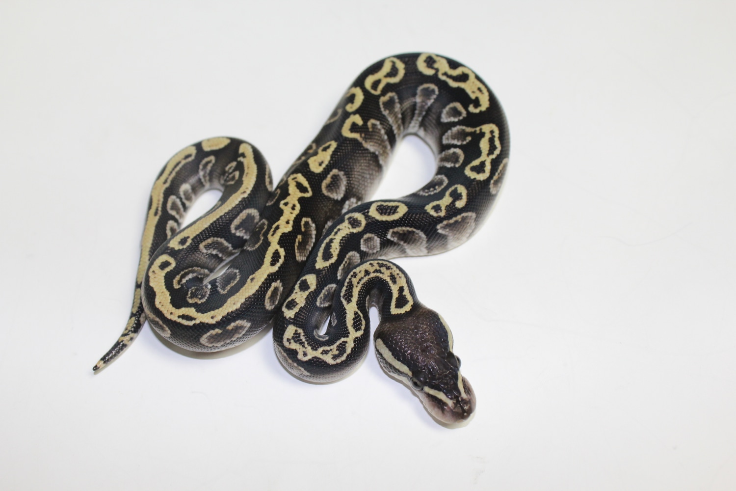GHI Leopard Pos Hurricane Ball Python by Snake Country - MorphMarket