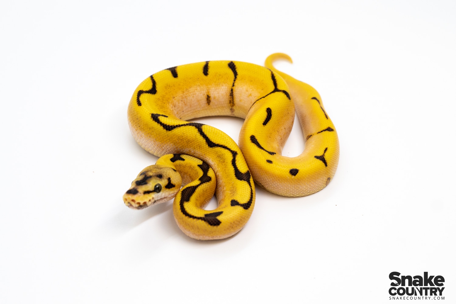 Orange Dream Yellow Belly Spider Ball Python by Snake Country - MorphMarket
