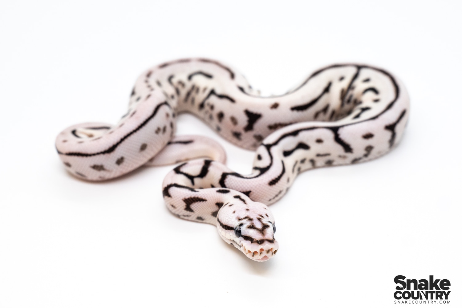 Spider Leopard Pastel Axanthic Ball Python by Snake Country - MorphMarket