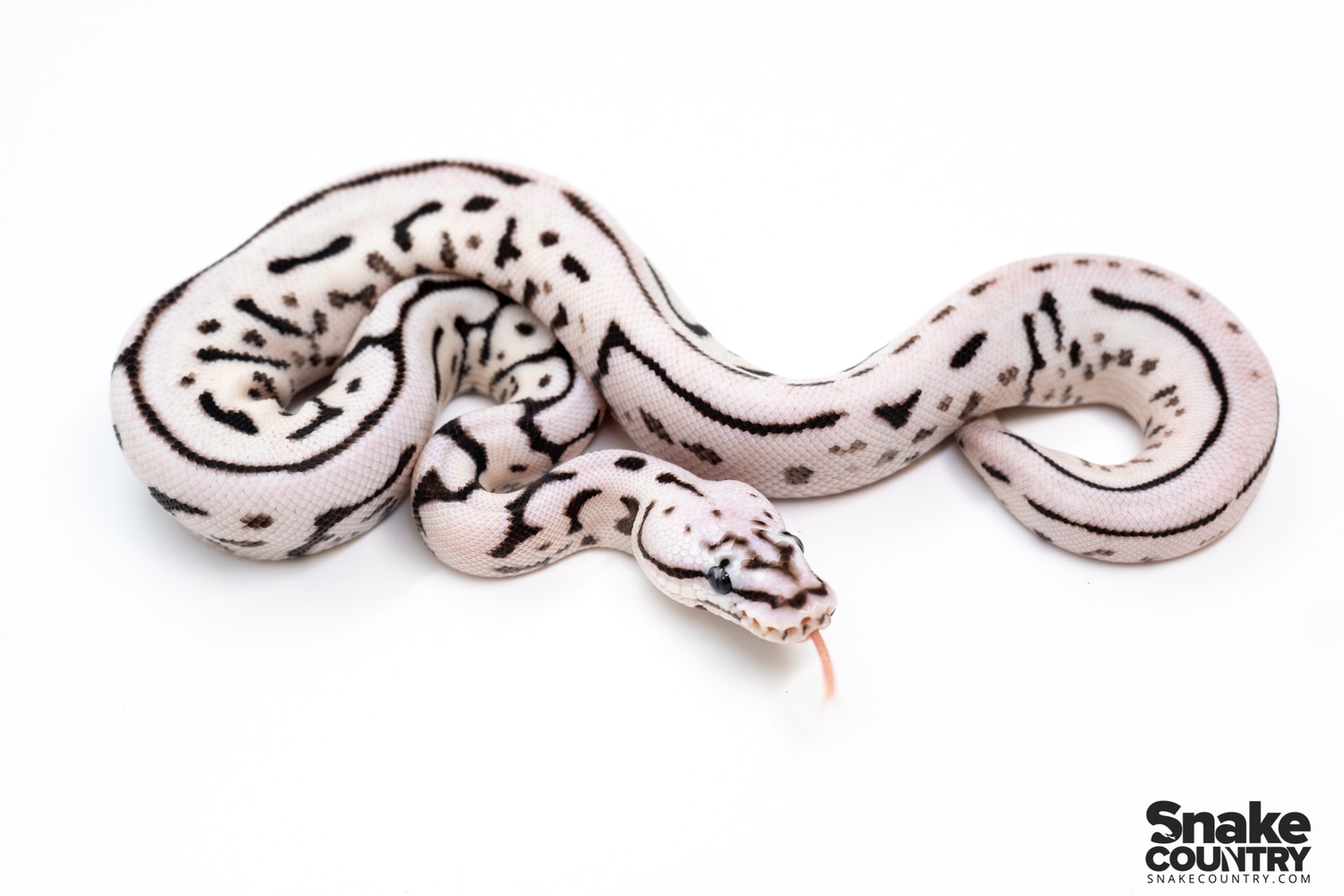 Spider Leopard Pastel Axanthic Ball Python by Snake Country - MorphMarket