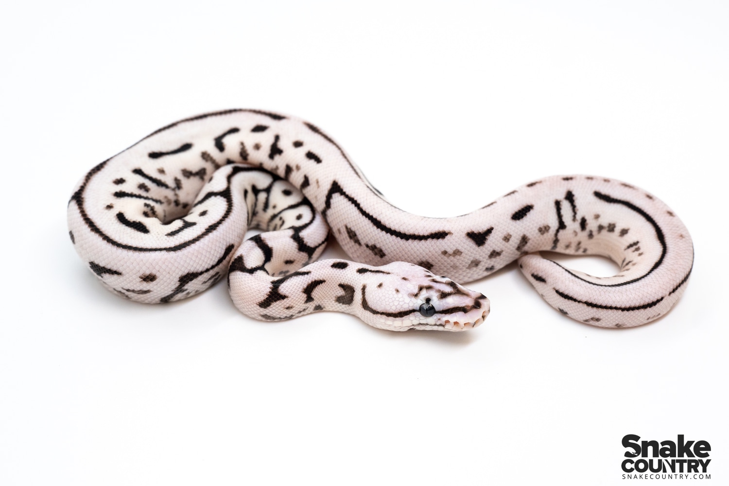Spider Leopard Pastel Axanthic Ball Python by Snake Country - MorphMarket