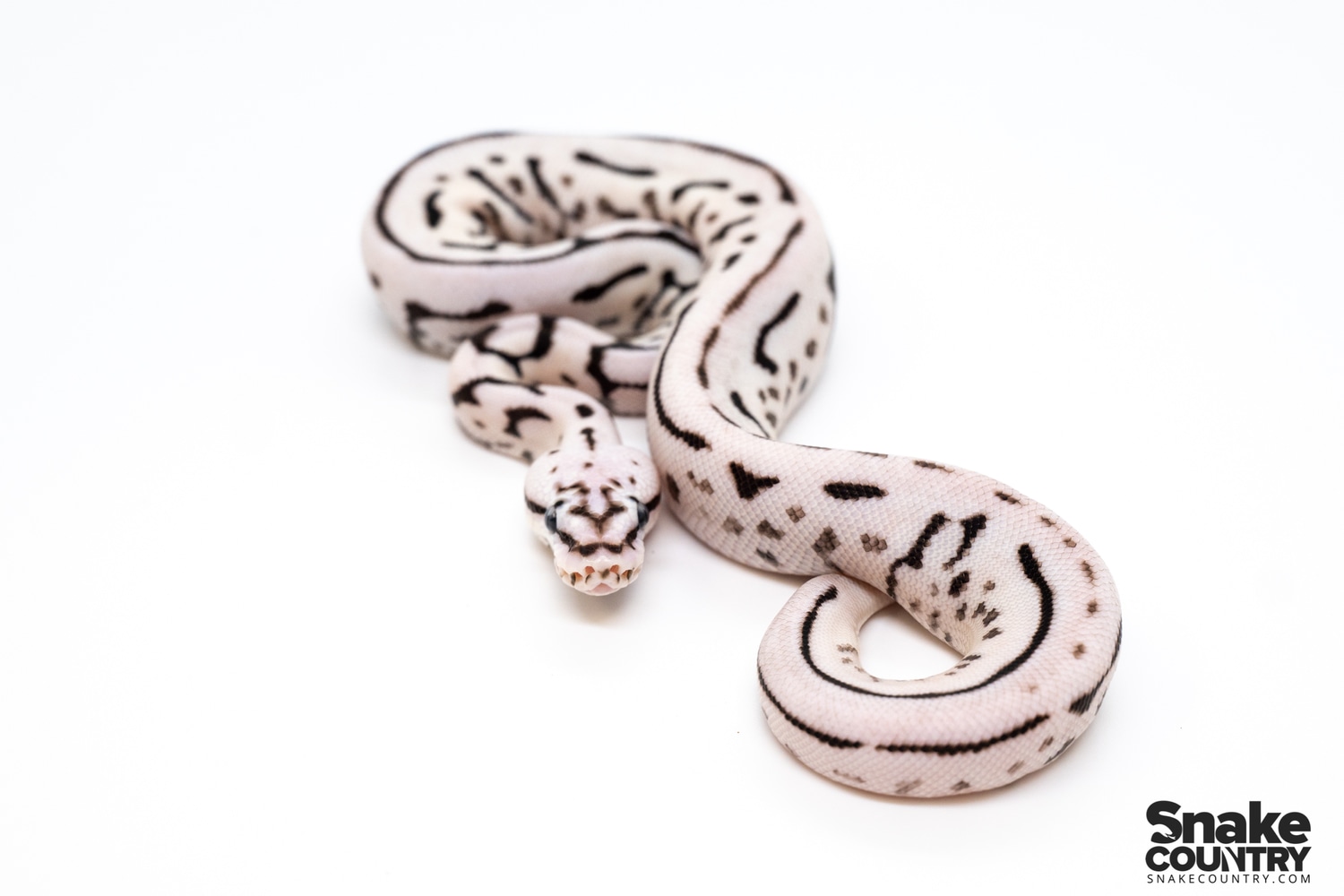 Spider Leopard Pastel Axanthic Ball Python by Snake Country - MorphMarket