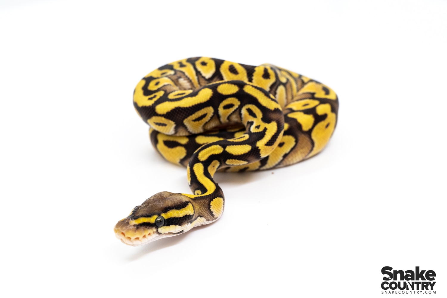 Enchi Lesser Ball Python by Snake Country - MorphMarket