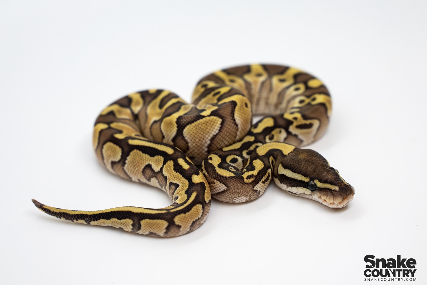 Pastel Lesser Ball Python by Snake Country - MorphMarket
