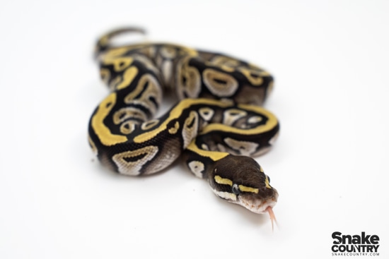 Mojave 100% Het Albino Ball Python by Snake Country