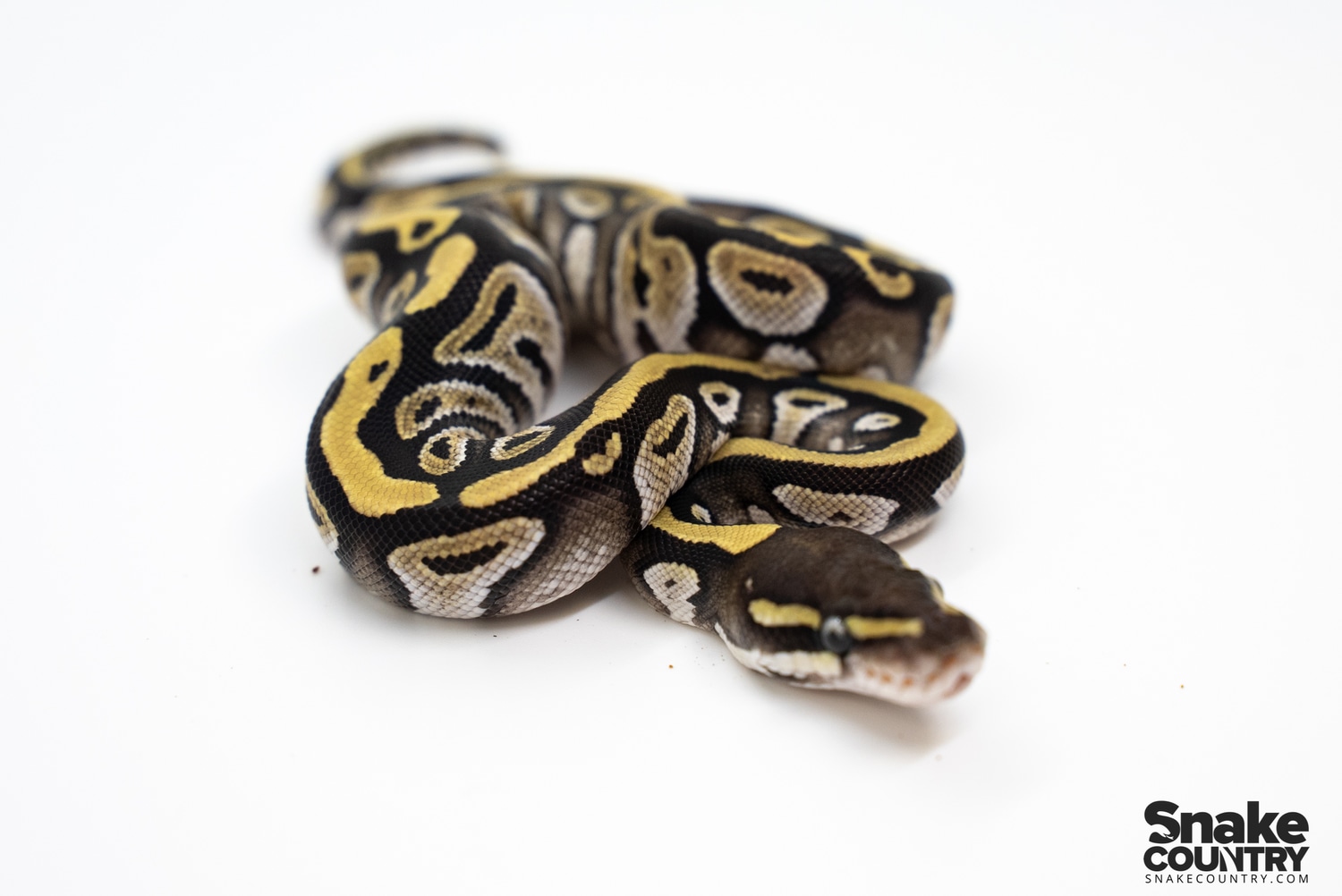 Mojave Black Pastel 100% Het Albino Ball Python by Snake Country ...