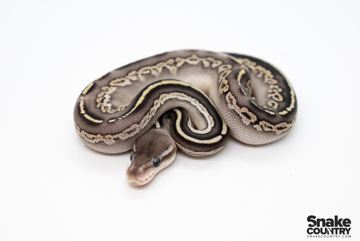 Black Pastel Mojave Enchi Pin 100% Het Albino Ball Python by Snake ...