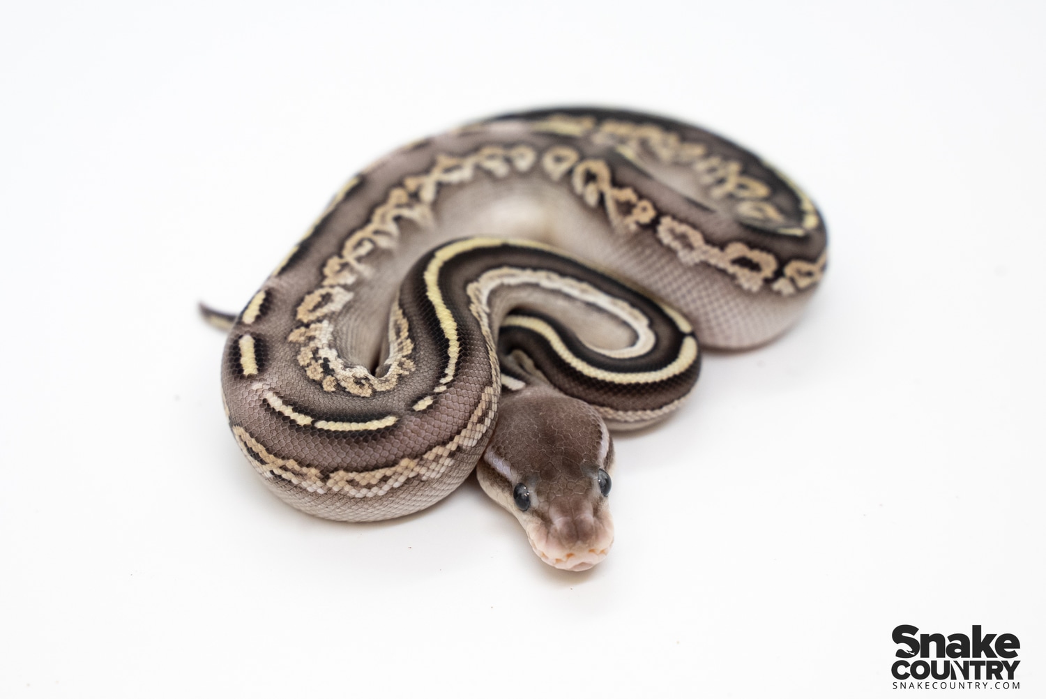 Black Pastel Mojave Enchi Pin 100% Het Albino Ball Python by Snake ...