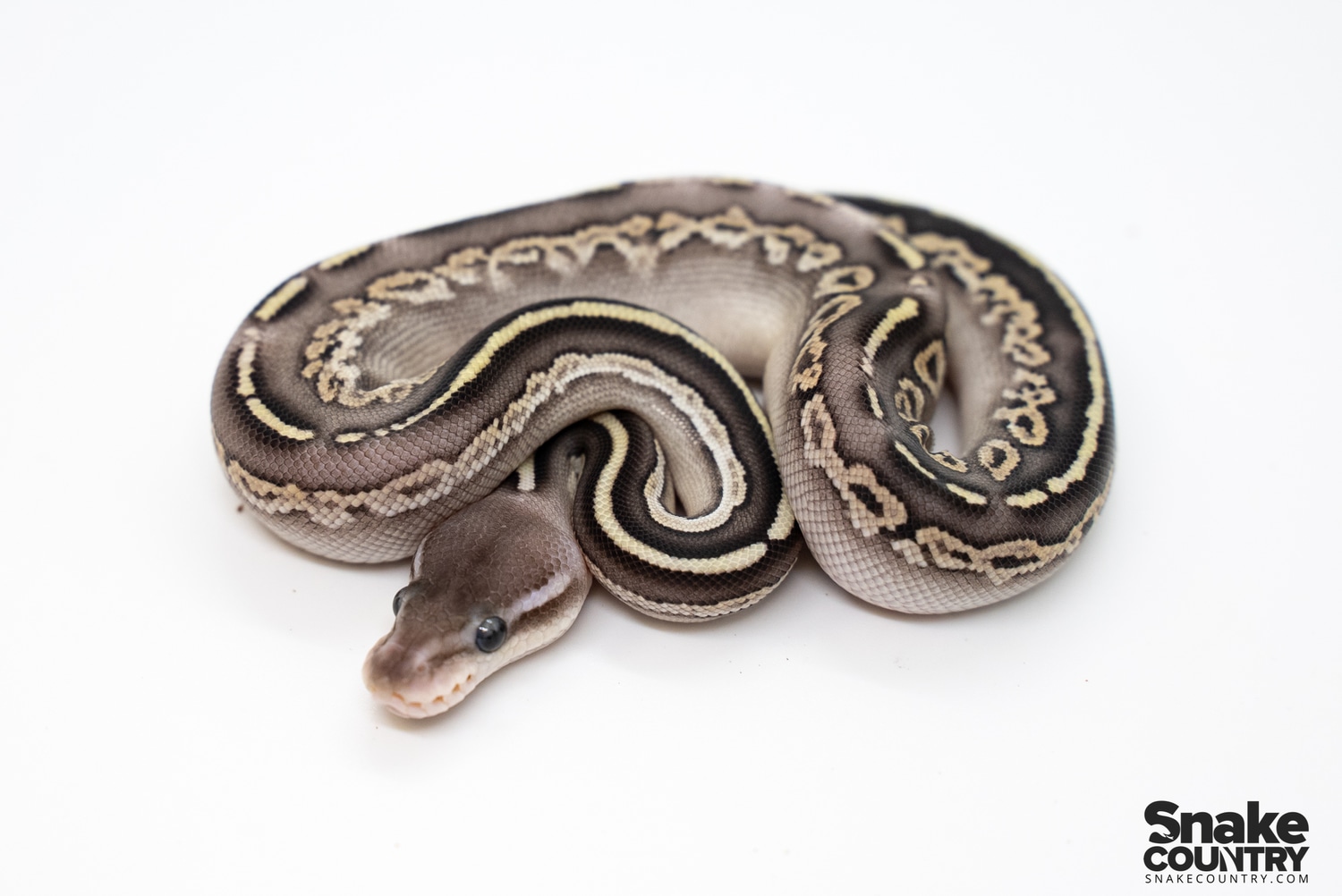 Black Pastel Mojave Enchi Pin 100% Het Albino Ball Python by Snake ...
