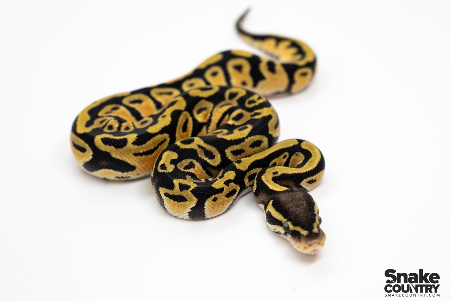 Pastel Orange Dream Fire Ball Python by Snake Country - MorphMarket