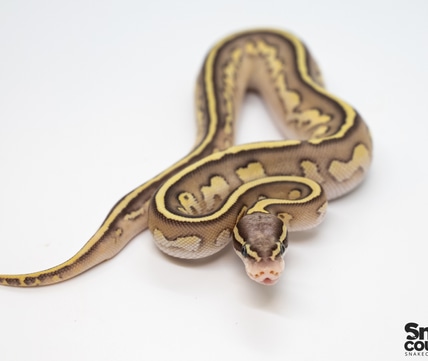 Leopard Spider SK Axanthic Ball Python by Snake Country - MorphMarket