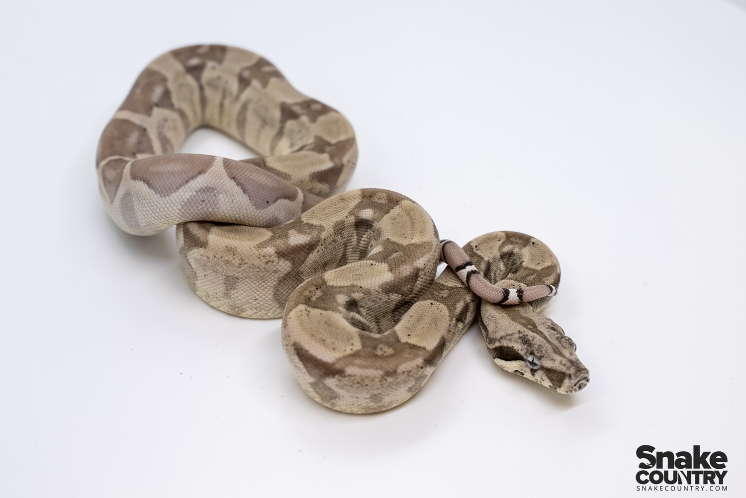 Super Ghost 66% Het VPI Boa Constrictor by Snake Country - MorphMarket