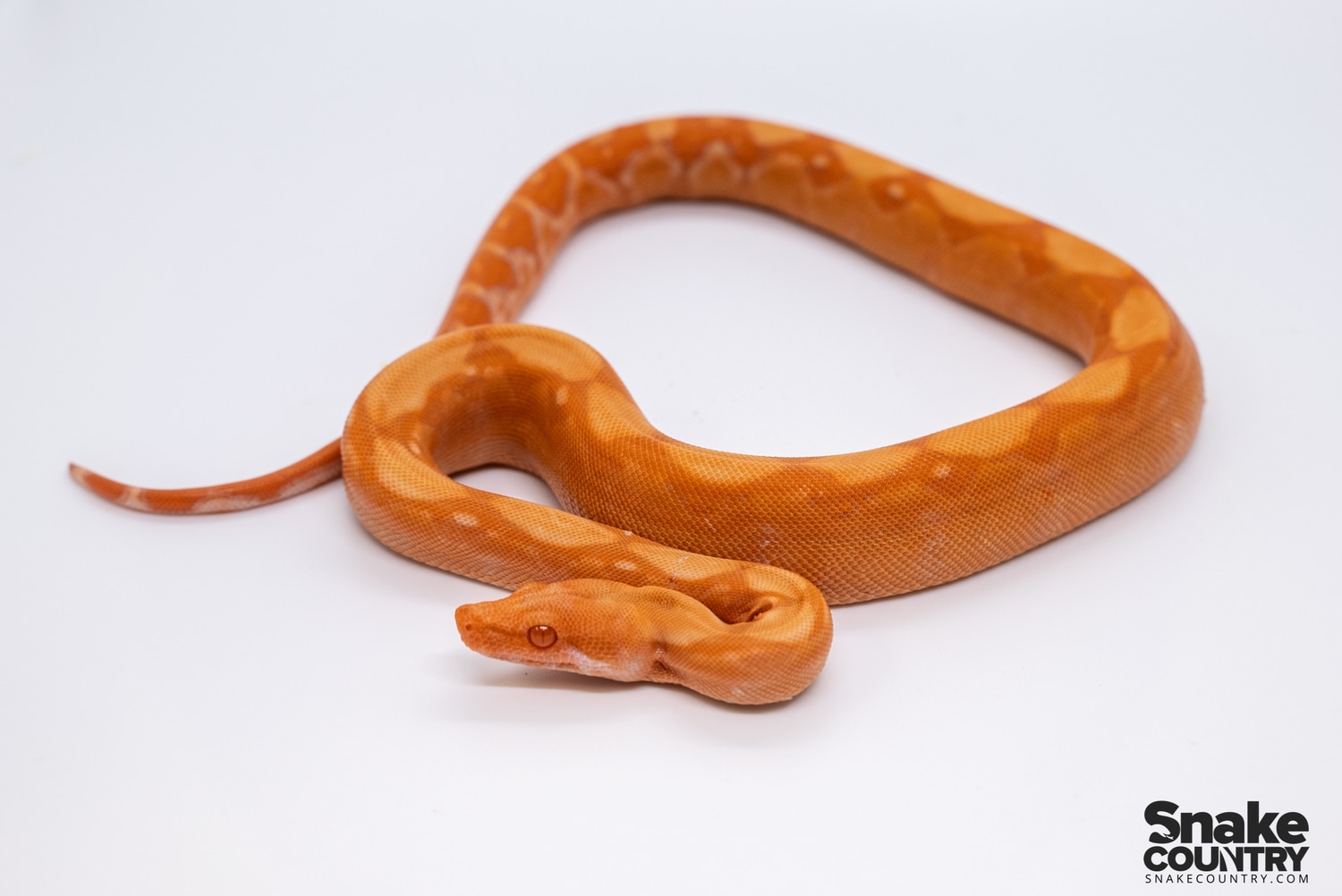 Red Dragon Jungle Boa Constrictor by Snake Country - MorphMarket