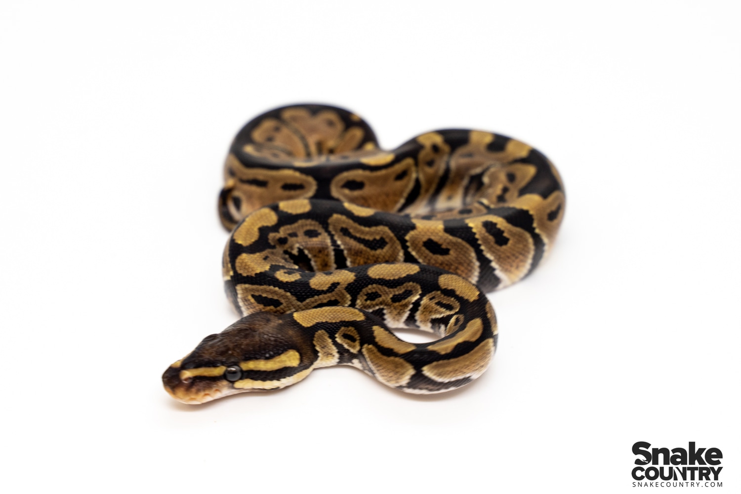Cypress Ball Python by Snake Country - MorphMarket