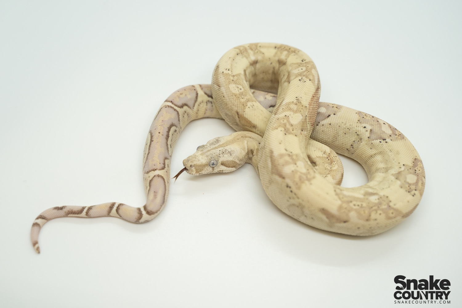 VPI Snowglow Boa Constrictor by Snake Country - MorphMarket
