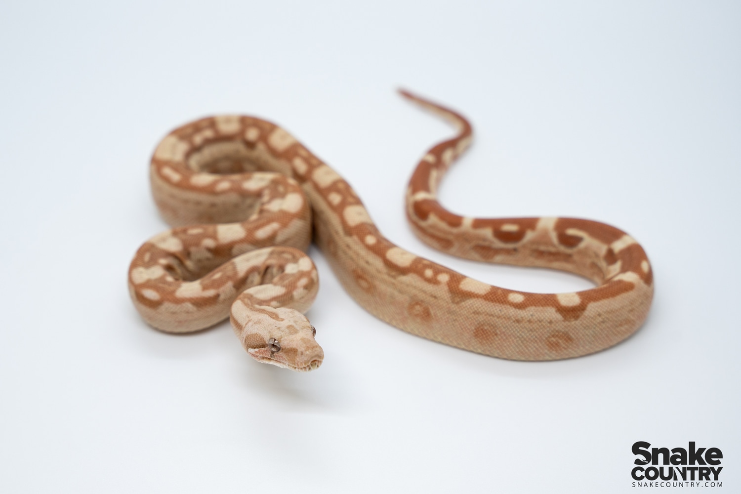 VPI Sunglow Aztec Pink Panther Boa Constrictor by Snake Country ...