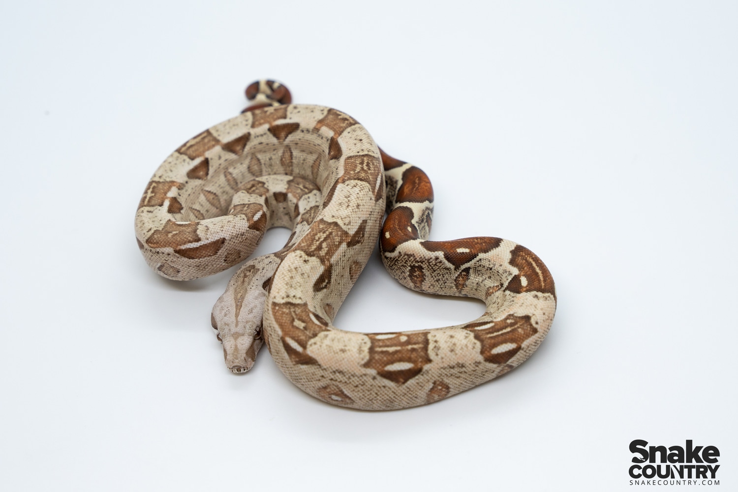 VPI Pink Panther Boa Constrictor by Snake Country - MorphMarket