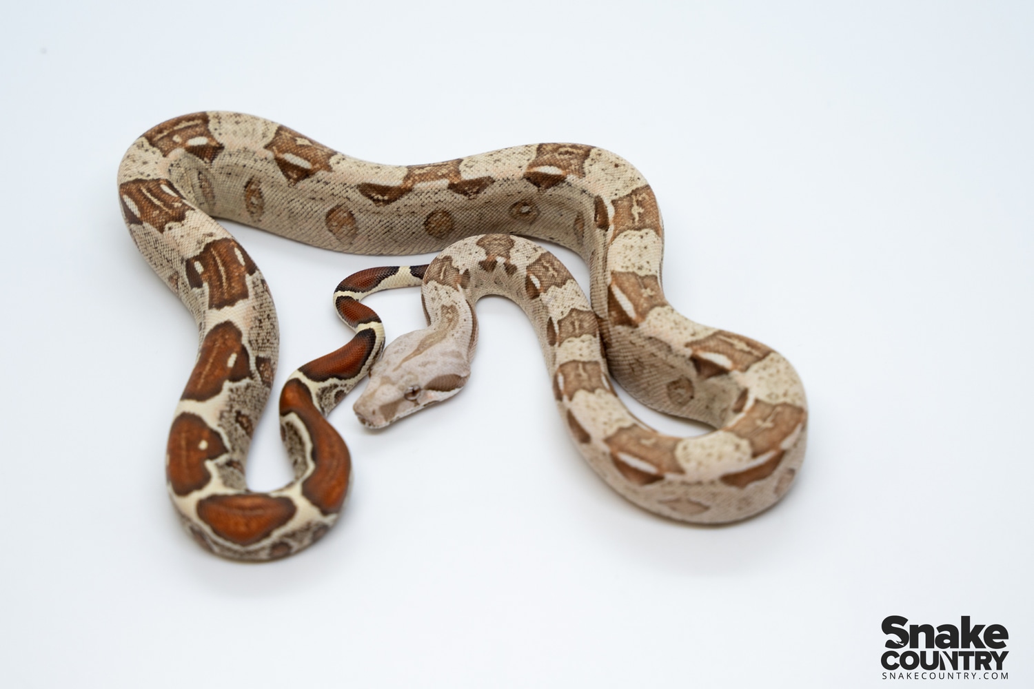 VPI Pink Panther Boa Constrictor by Snake Country - MorphMarket