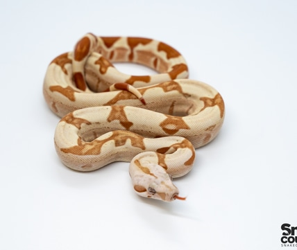 VPI IMG Jungle RC Pastel Boa Constrictor by Snake Country - MorphMarket