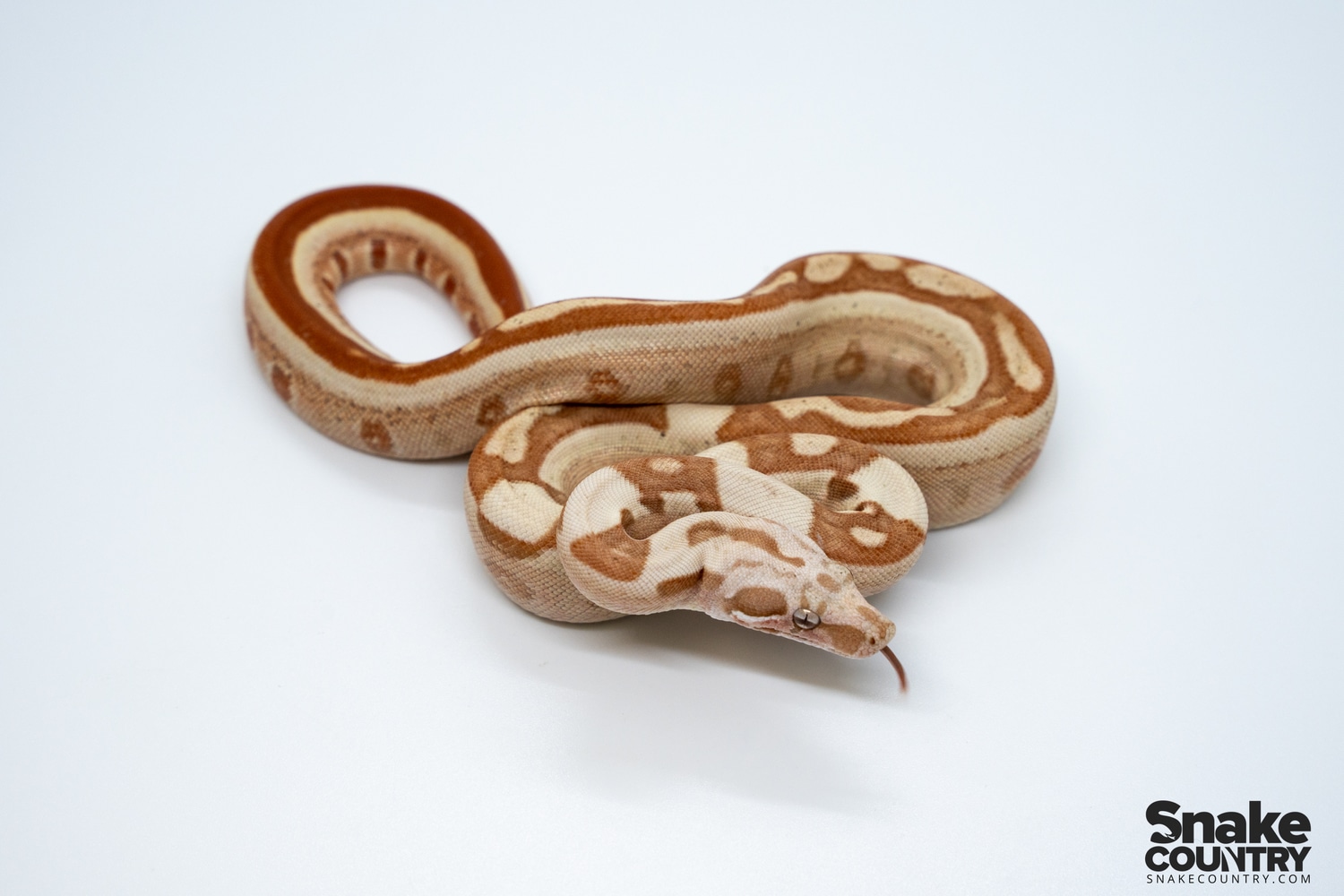 VPI Sunglow Aztec Jungle Pink Panther Boa Constrictor by Snake Country - MorphMarket