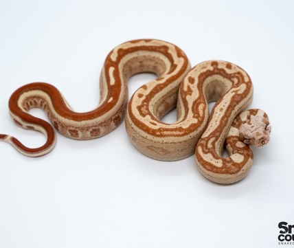 VPI Sunglow Aztec Jungle Pink Panther Boa Constrictor by Snake Country - MorphMarket