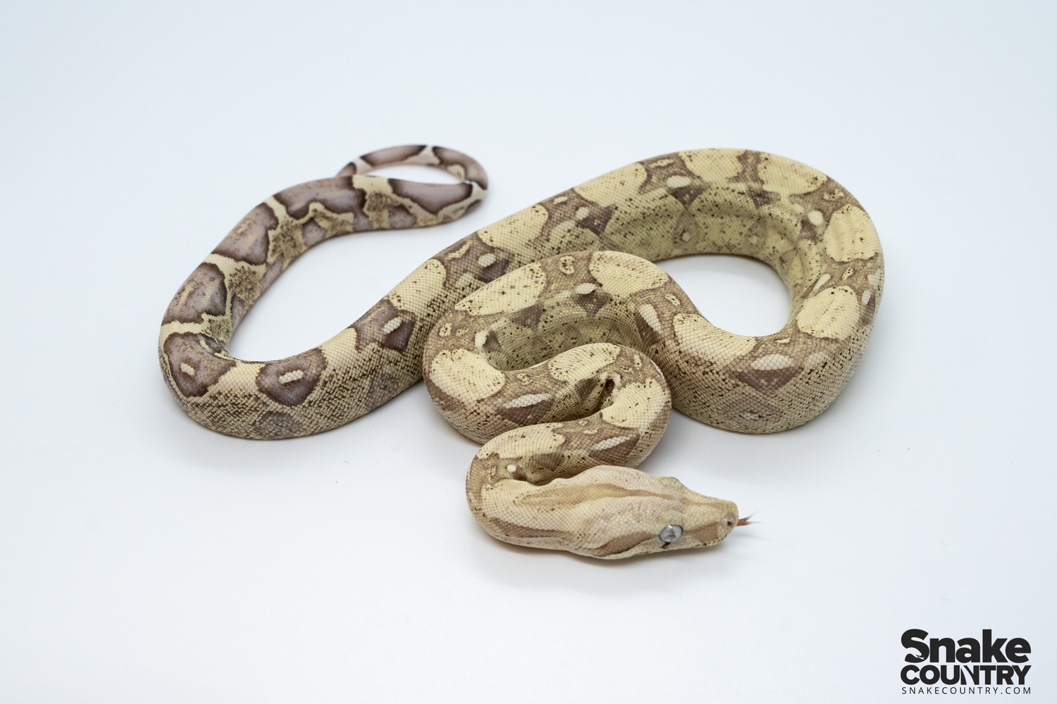 VPI Snow Boa Constrictor by Snake Country - MorphMarket