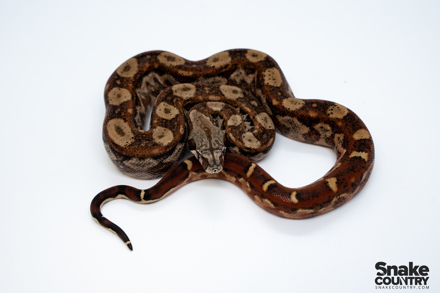 IMG Inca Motley Het T+ Boa Constrictor by Snake Country - MorphMarket