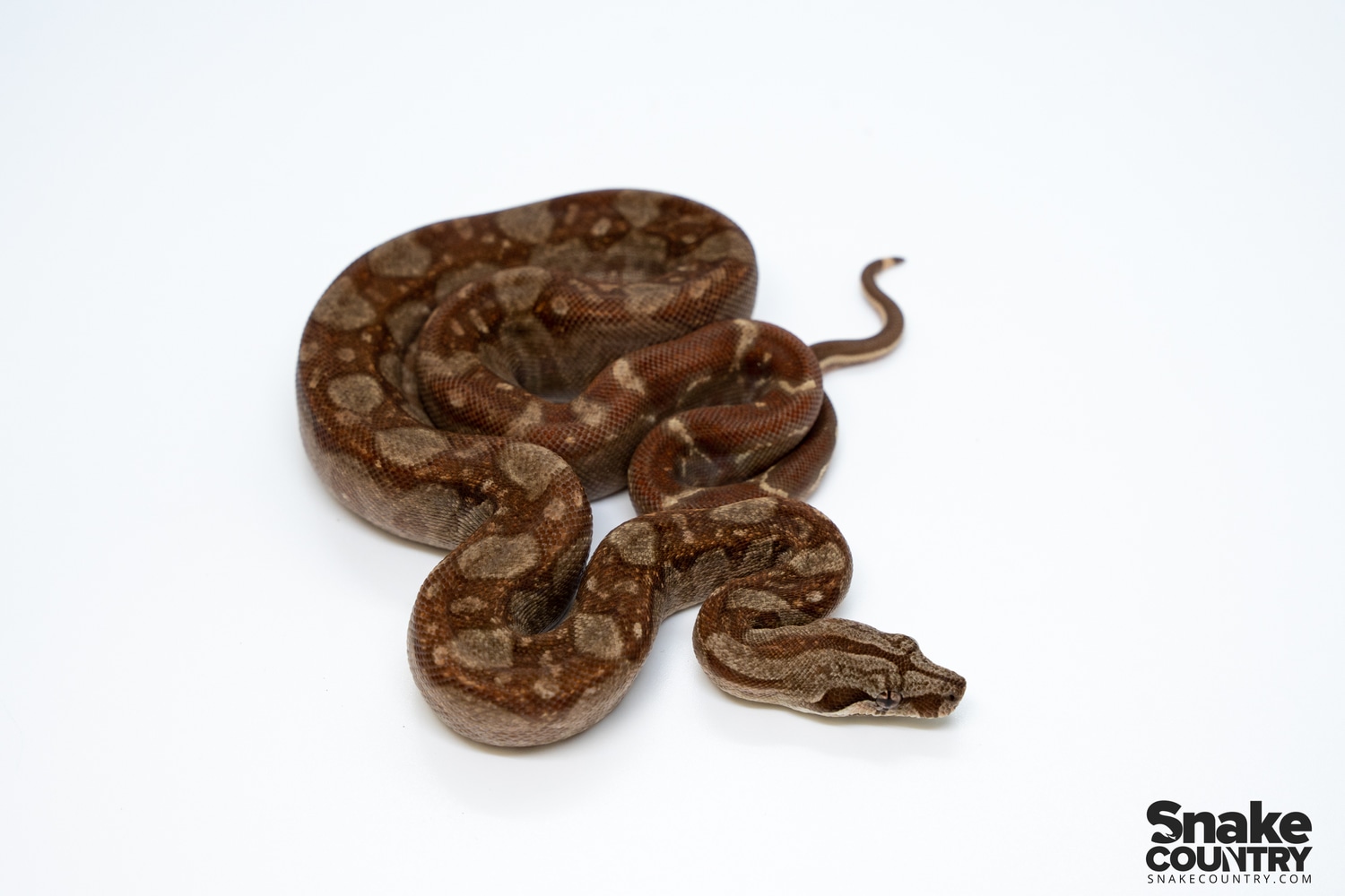 T+ IMG Inca Boa Constrictor by Snake Country - MorphMarket