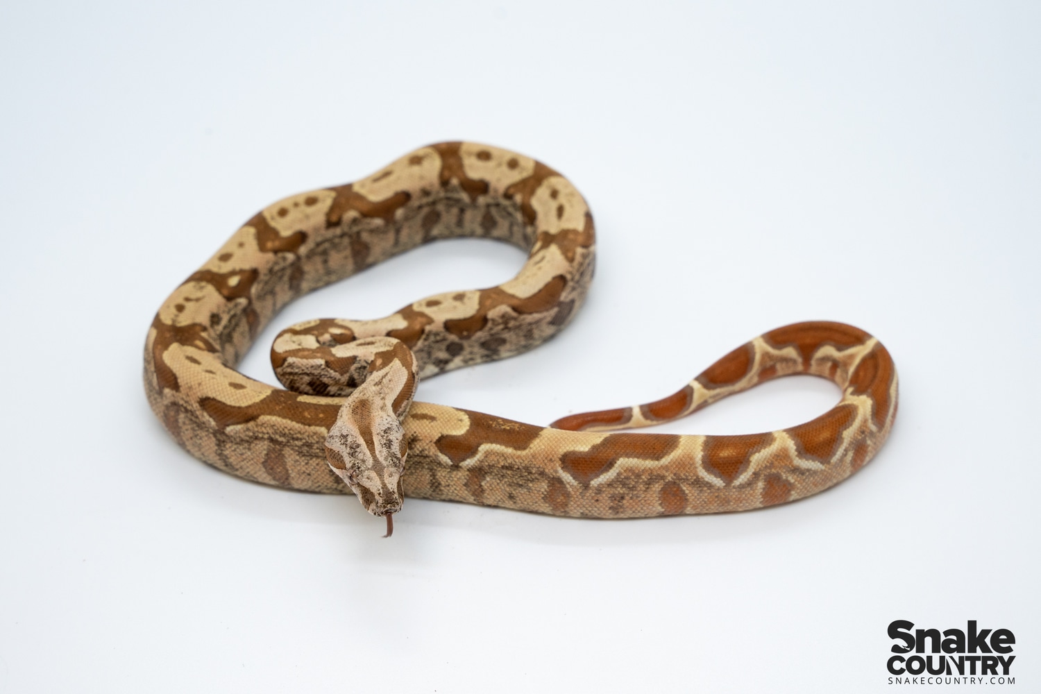 VPI IMG Sunglow Jungle Boa Constrictor by Snake Country - MorphMarket