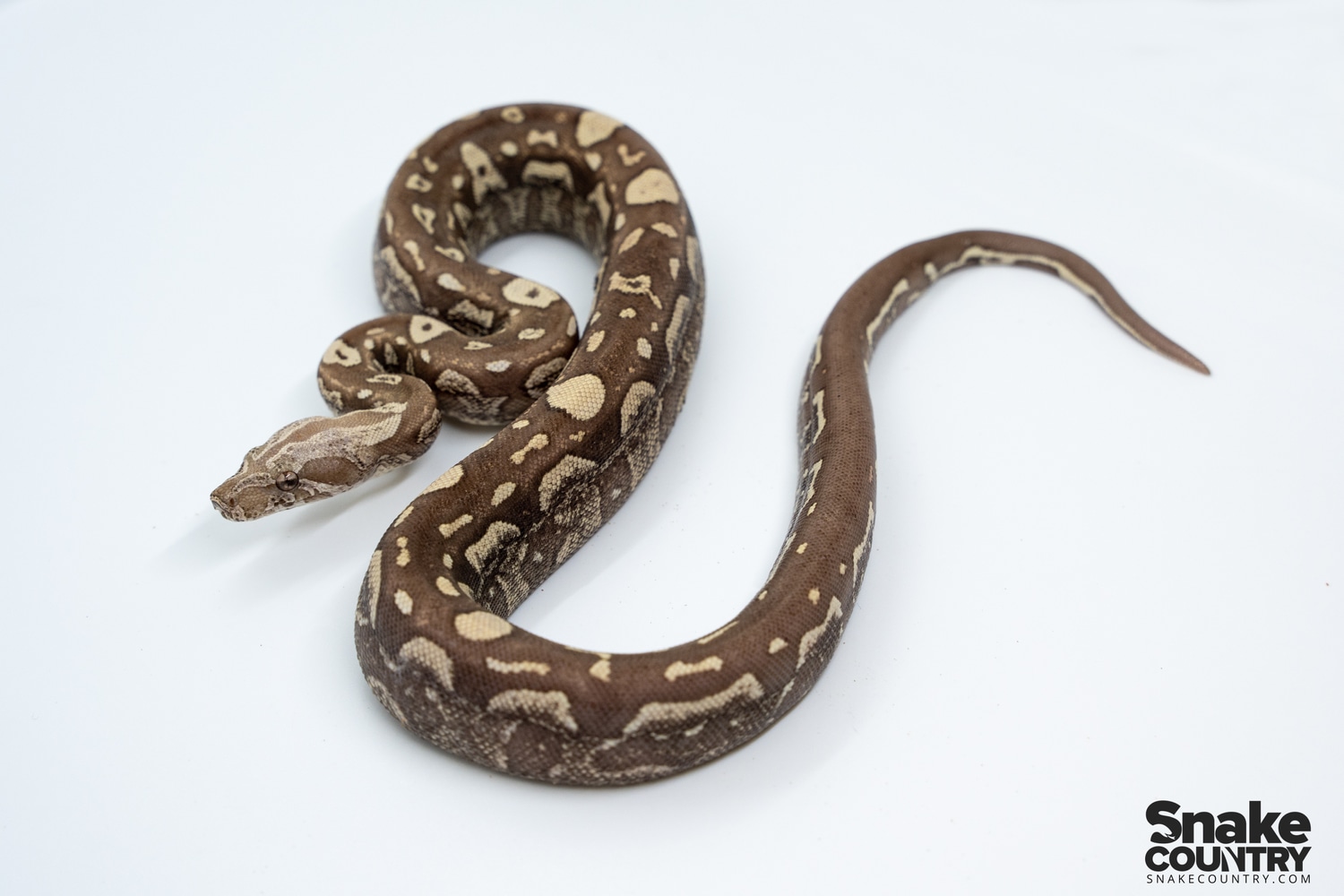 VPI IMG Aztec Boa Constrictor by Snake Country - MorphMarket