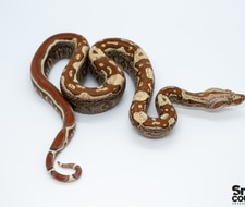 VPI IMG Jungle RC Pastel Boa Constrictor by Snake Country - MorphMarket