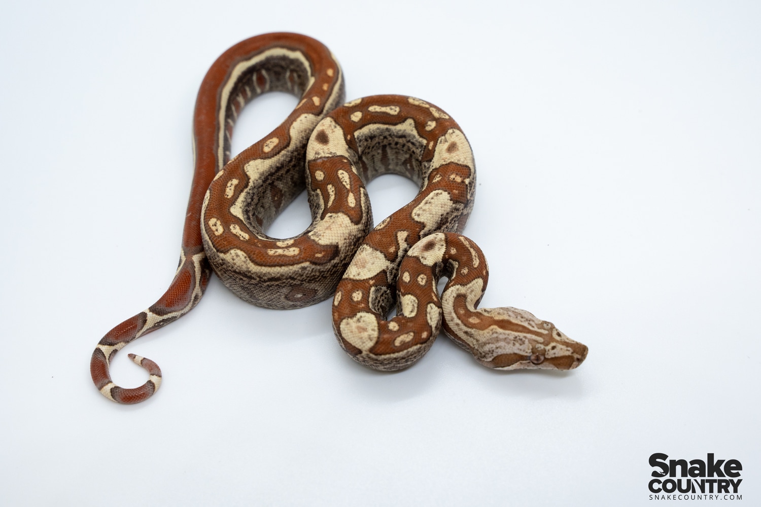 VPI IMG Jungle RC Pastel Boa Constrictor by Snake Country - MorphMarket