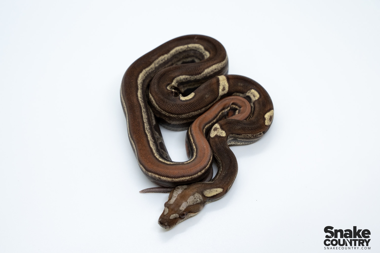 VPI IMG Motley Jungle RC Pastel Boa Constrictor by Snake Country - MorphMarket